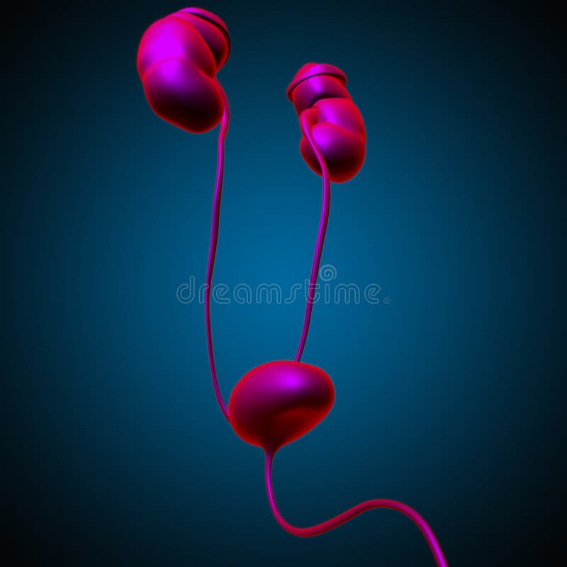 Human Urinary System Kidneys with Bladder Anatomy for Medical Concept ...