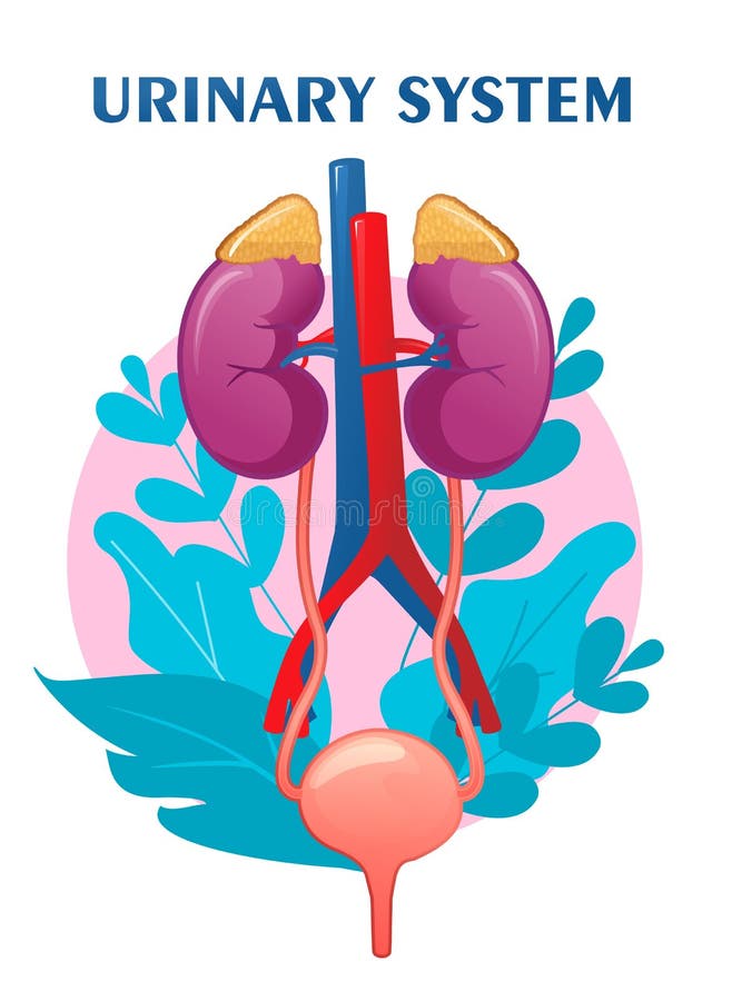 Human Urinary System Schematic Illustration Stock Vector - Illustration ...
