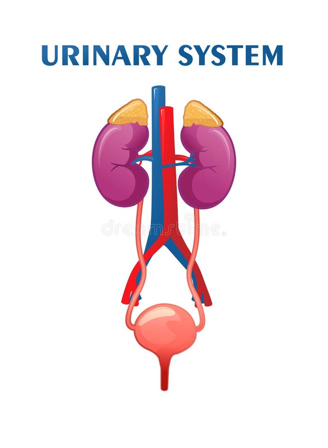 Human Urinary System Schematic Illustration Stock Vector - Illustration ...