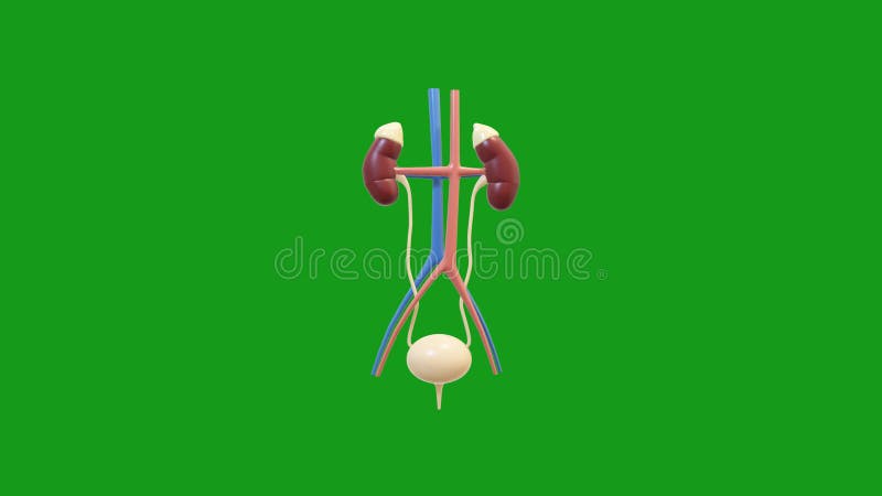 Human Urinary System Kidneys with Bladder Anatomy Animation. Healthcare ...