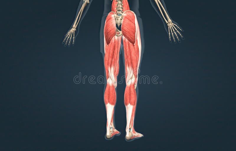 Human Muscles Of The Lower Limb Stock Illustration Illustration Of System Tendon 265419706