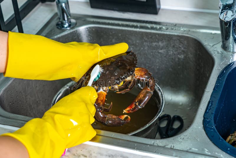 Human Using Toothbrush To Clean Crab`s Shell in the Sink Stock Image ...