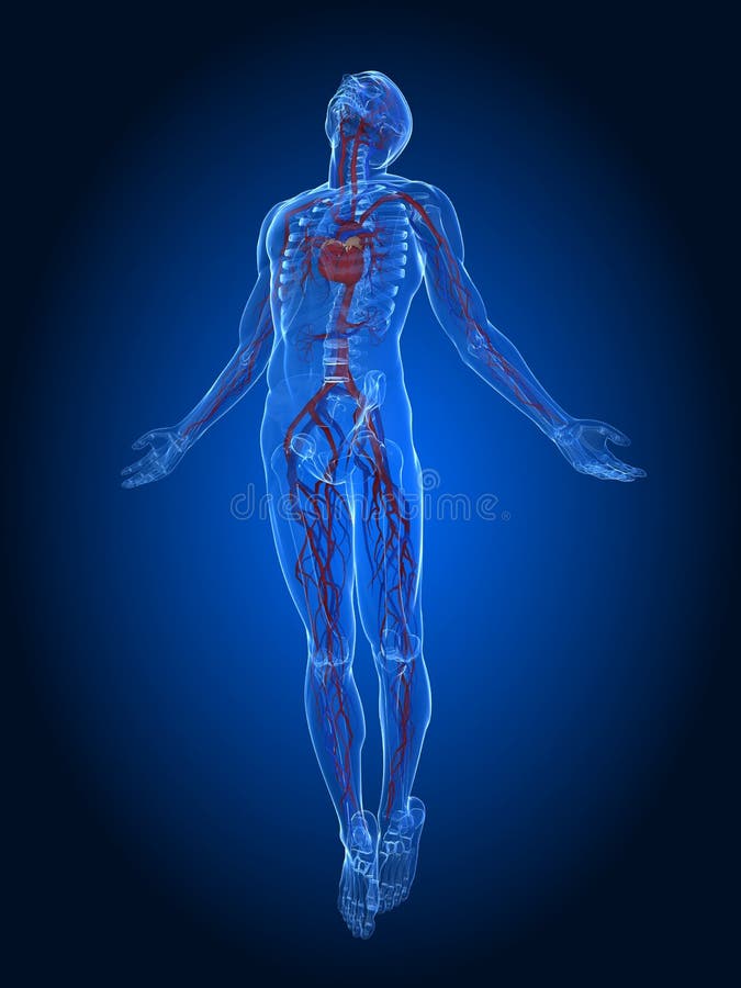 Human vascular system stock illustration. Illustration of vascular ...
