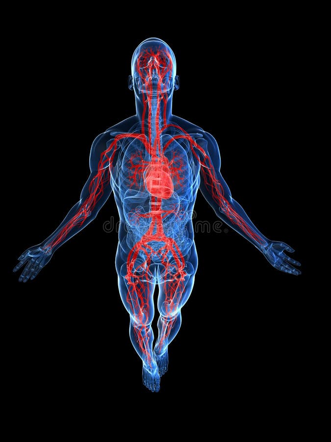 Human vascular system stock illustration. Illustration of skeletal ...