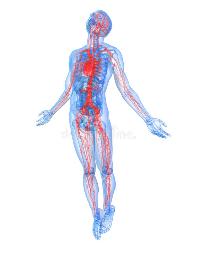 Human vascular system stock illustration. Illustration of spread - 15435225