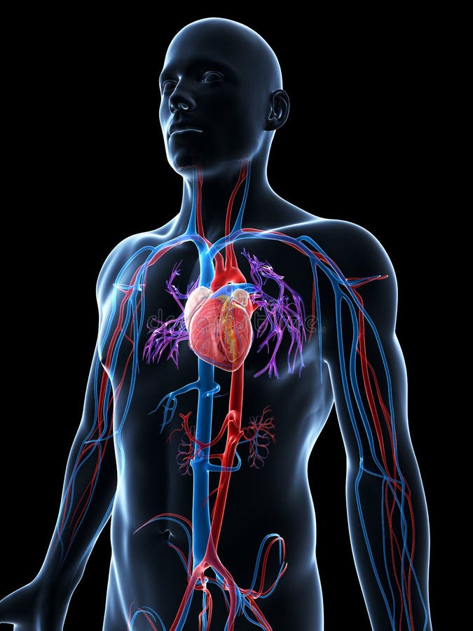 Human vascular system stock illustration. Illustration of artery - 28960774