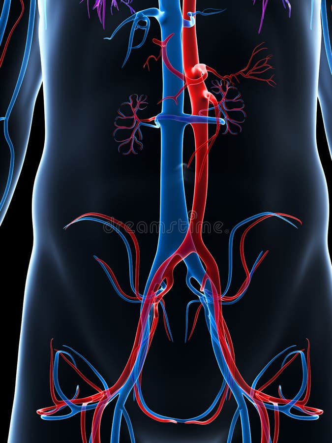 Human vascular system stock illustration. Illustration of flow - 28960837