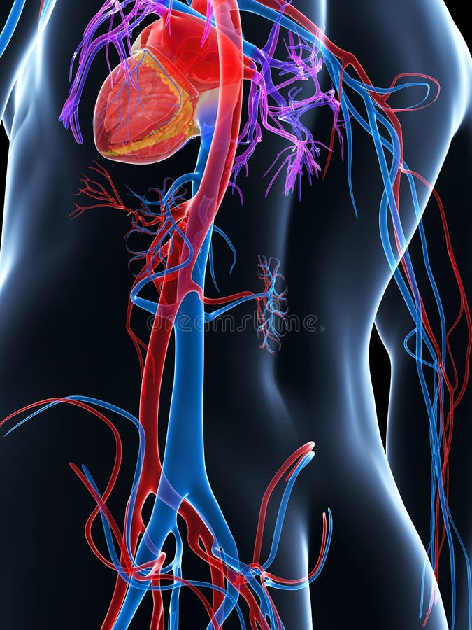 Human vascular system stock illustration. Illustration of science ...