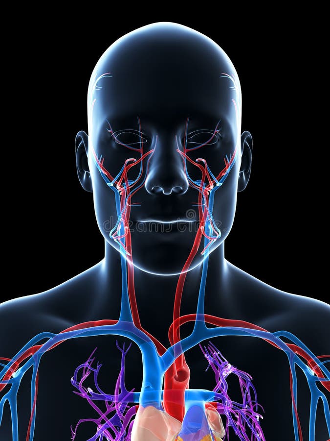 Human vascular system stock illustration. Illustration of artery - 28960783