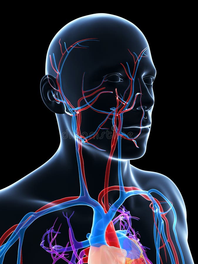 Human vascular system stock illustration. Illustration of science ...