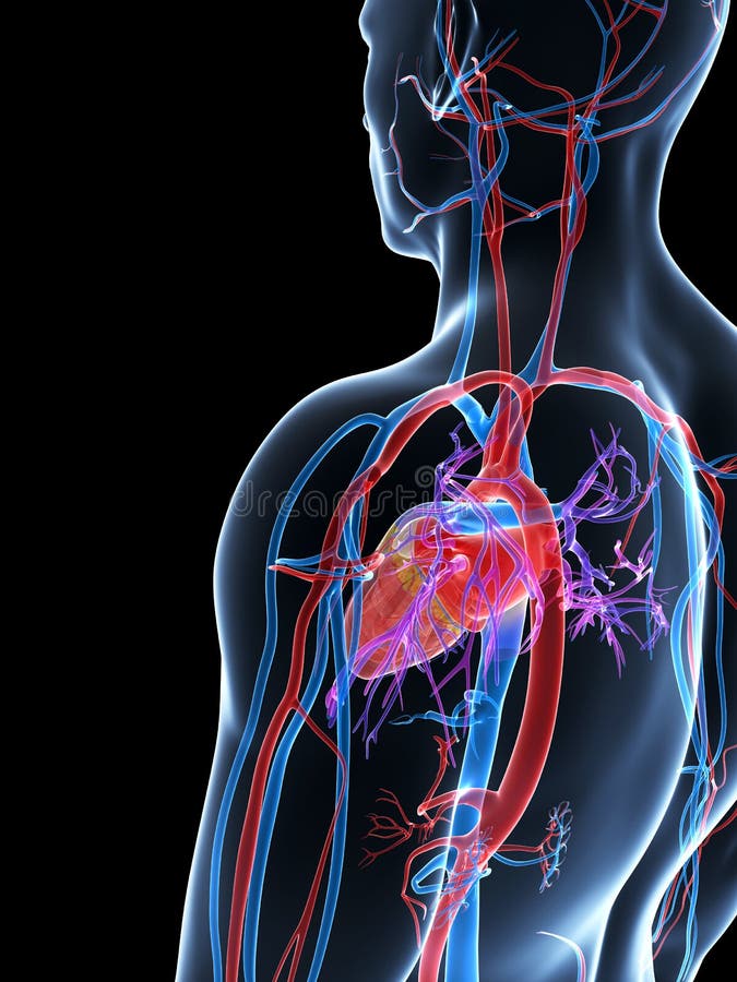 Human vascular system stock illustration. Illustration of flow - 28960837