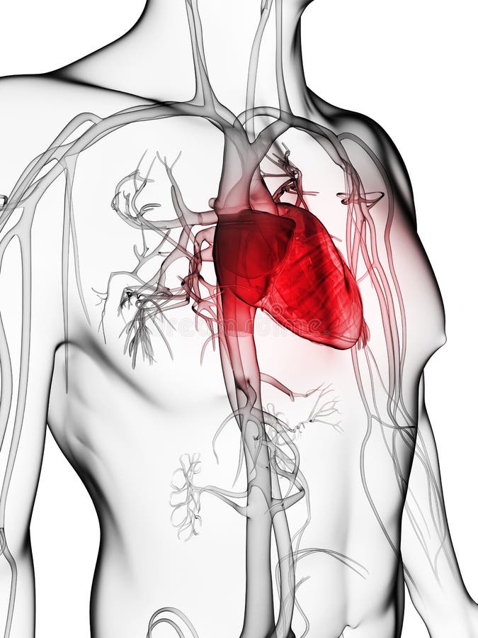 Human vascular system stock illustration. Illustration of anatomy ...