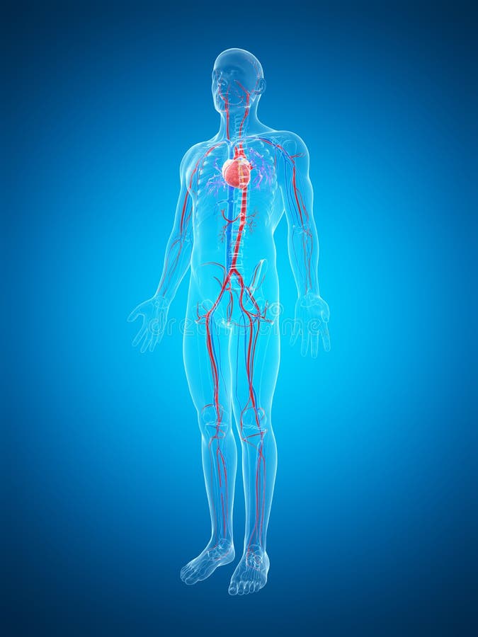 Human vascular system stock illustration. Illustration of body - 28962502