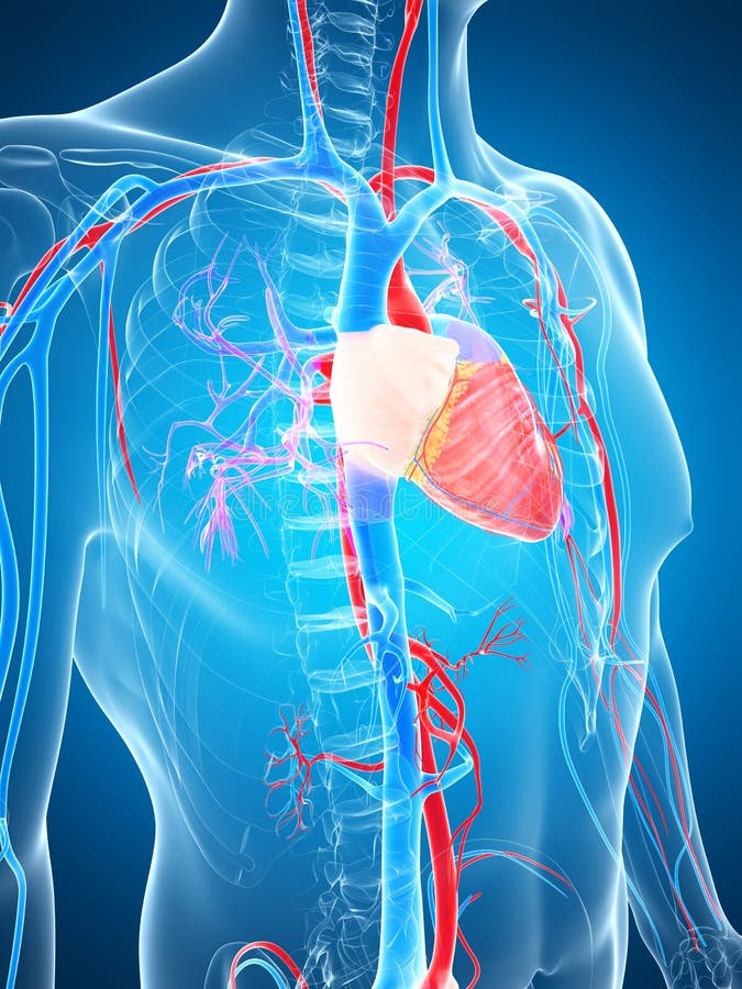 Human vascular system stock illustration. Illustration of vein - 28962505