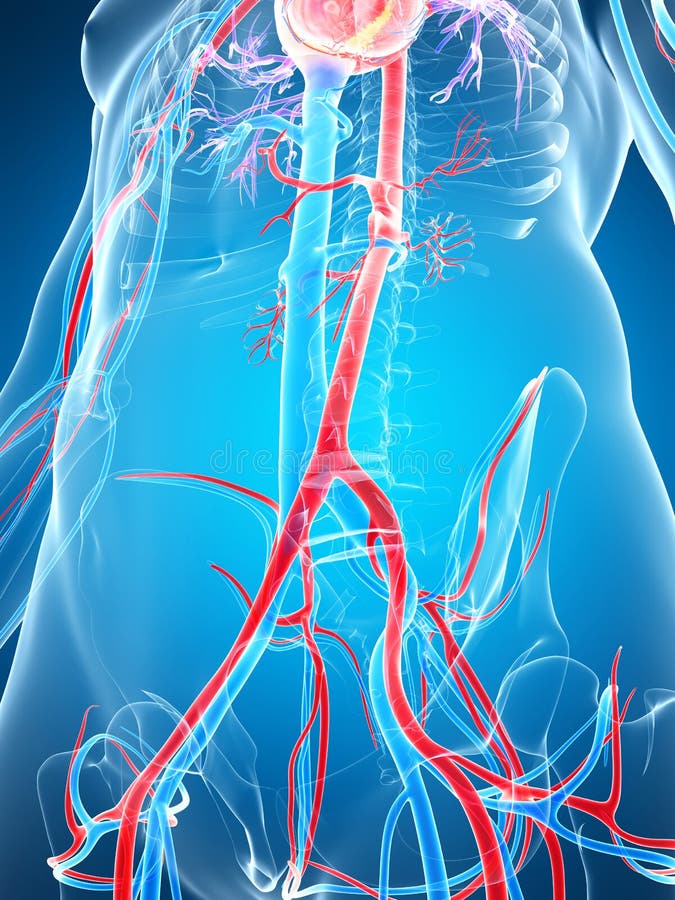 Human vascular system stock illustration. Illustration of pulmonary ...