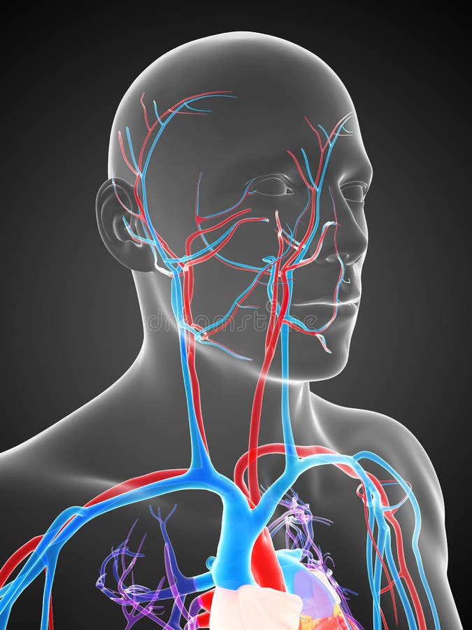 Human vascular system stock illustration. Illustration of body - 15435021