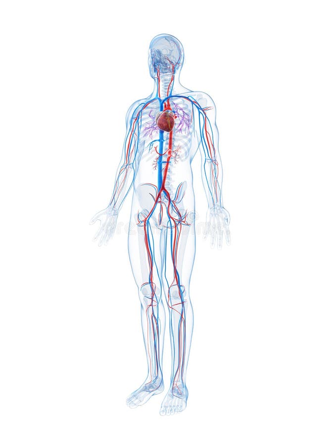 Human vascular system stock illustration. Illustration of anatomical ...