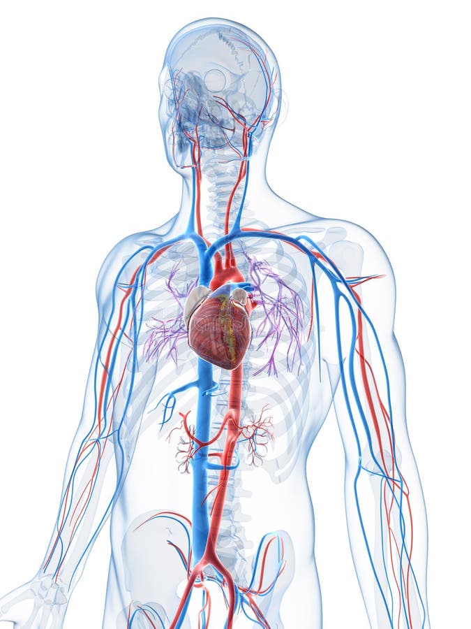 Vascular system stock illustration. Illustration of healthcare - 6787171