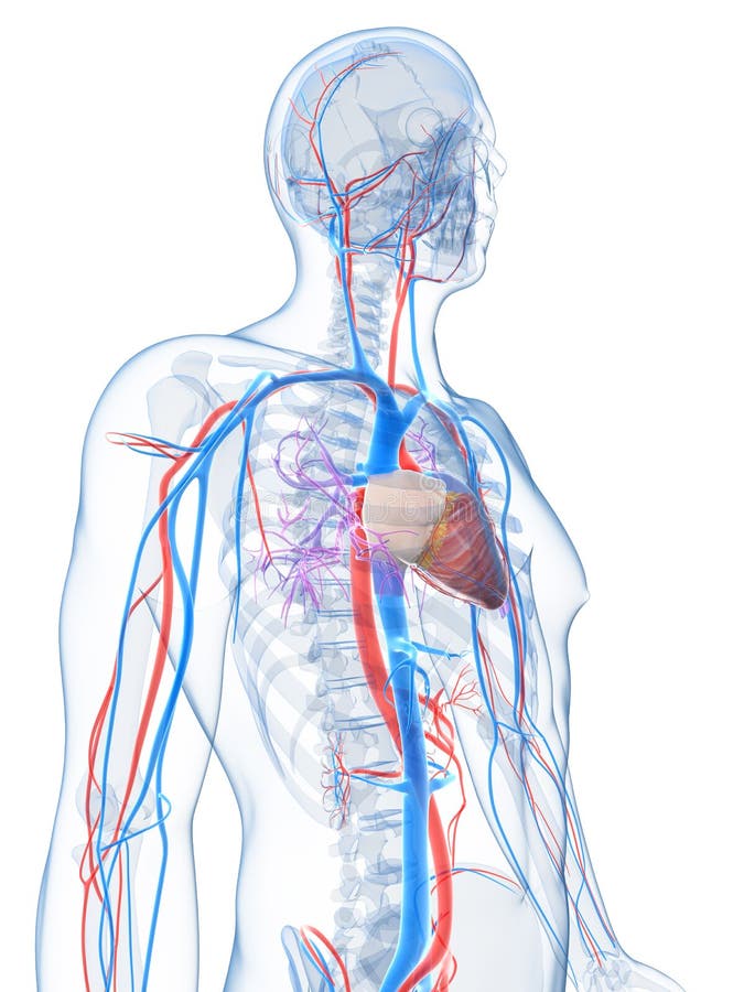 Human vascular system stock illustration. Illustration of chambers ...