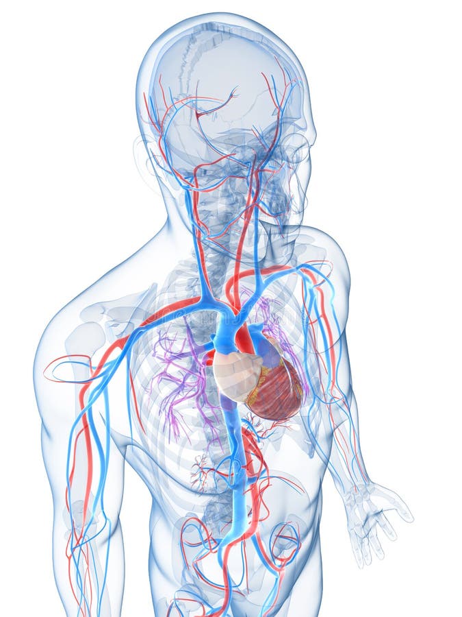 Human vascular system stock illustration. Illustration of science ...