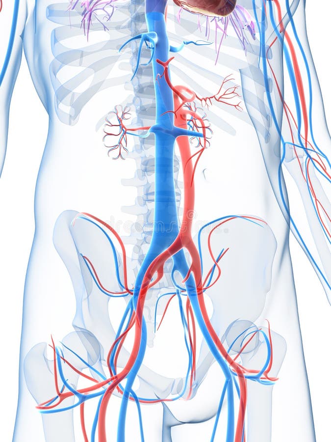 Human vascular system stock illustration. Illustration of artery - 28962545
