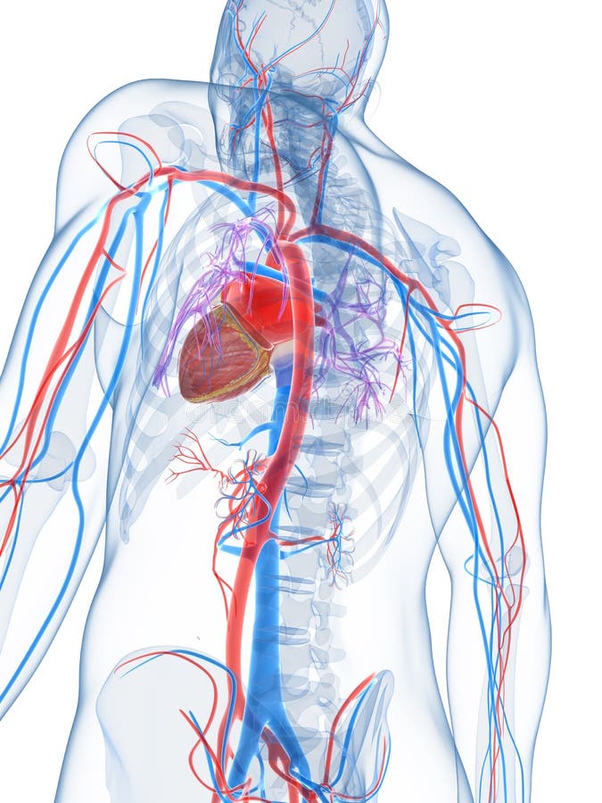 Human vascular system stock illustration. Illustration of vascular ...