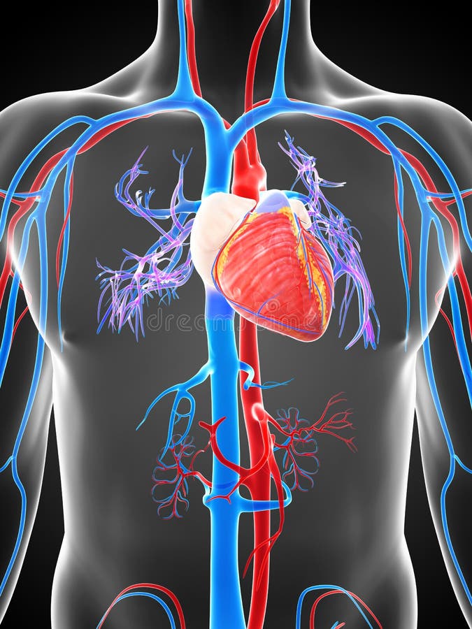 Human vascular system stock illustration. Illustration of science ...