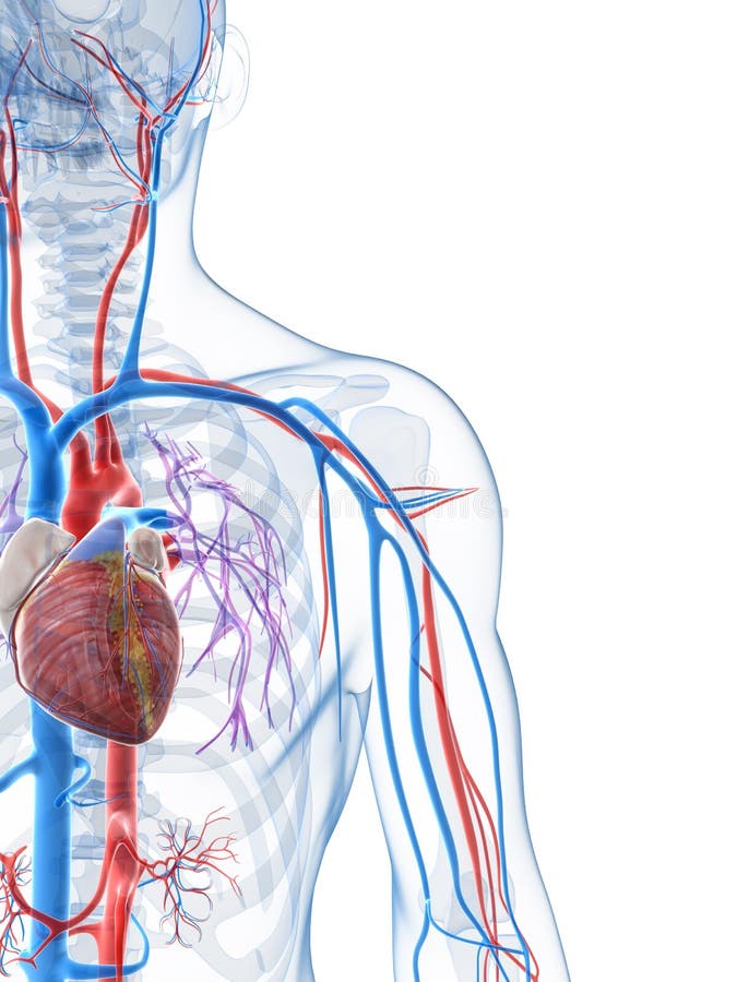 Human vascular system stock illustration. Illustration of science ...