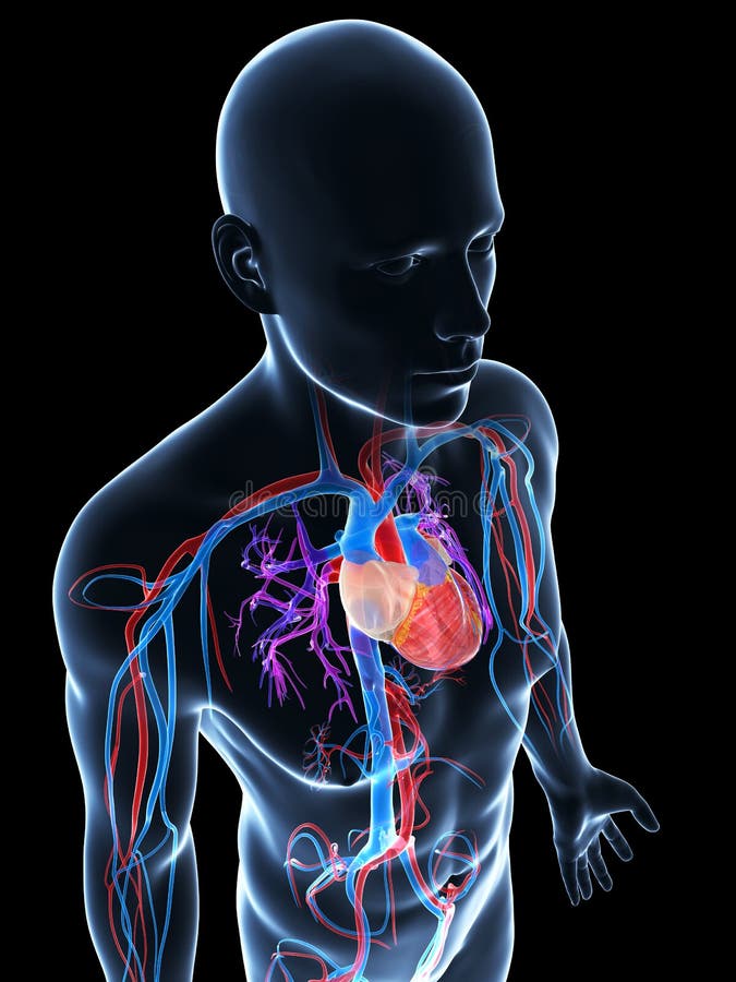 Human vascular system stock illustration. Illustration of human - 28990218