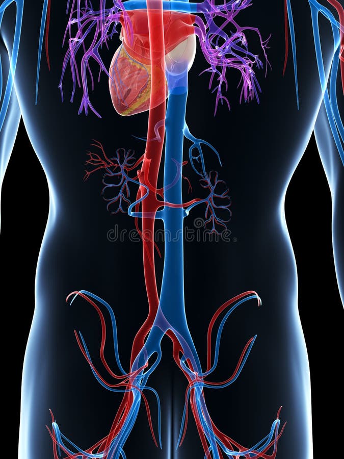 Human vascular system stock illustration. Illustration of science ...
