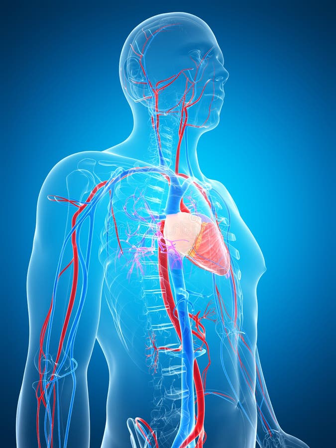 Human vascular system stock illustration. Illustration of healthy ...
