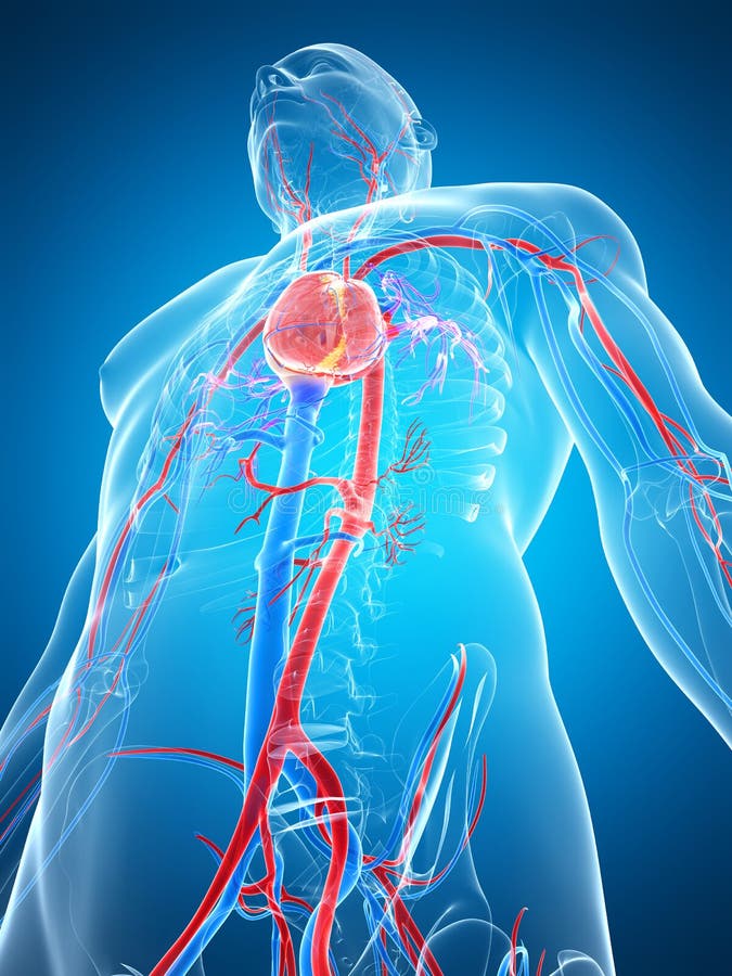 Human vascular system stock illustration. Illustration of pulmonary ...