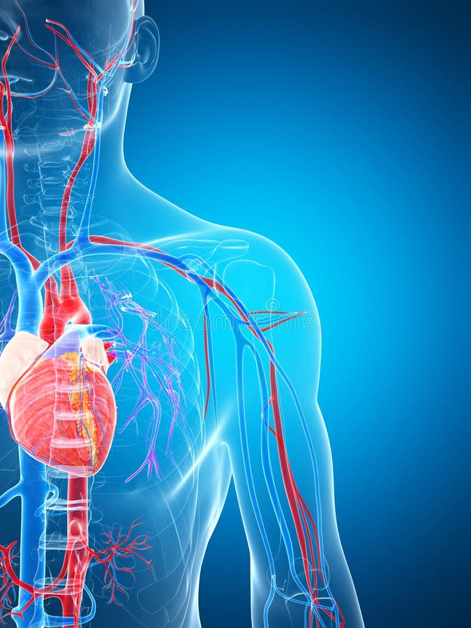 Human vascular system stock illustration. Illustration of science ...