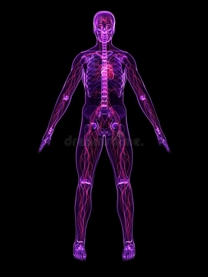 Vascular Human System Stock Illustrations – 4,120 Vascular Human System ...