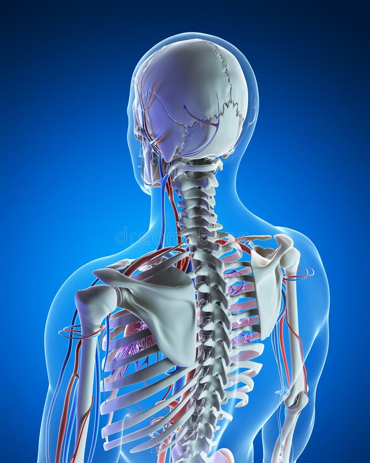 Human vascular system stock illustration. Illustration of cardiology ...