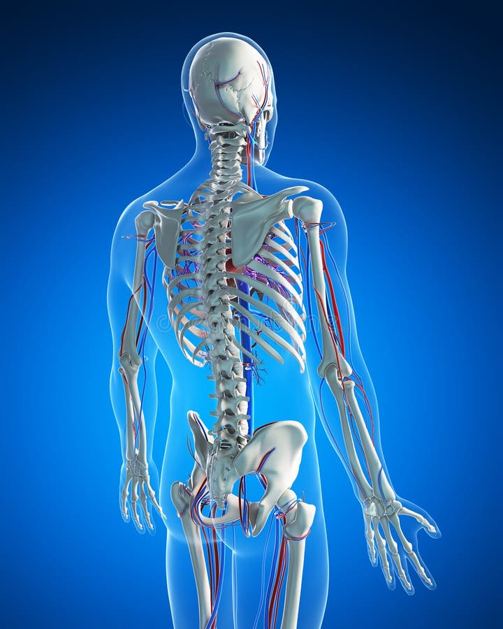 Vascular system stock illustration. Illustration of heart - 14138407