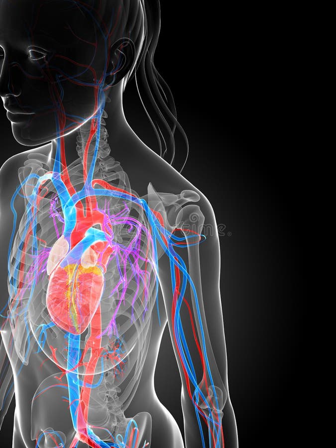 Human vascular system stock illustration. Illustration of flow - 30725219