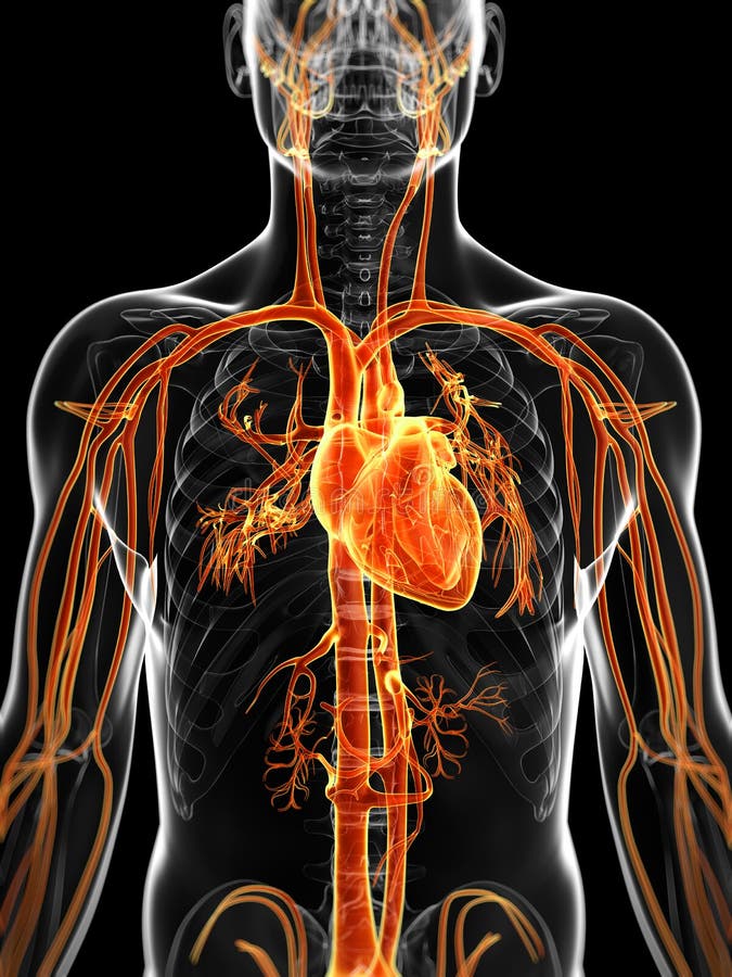 Human vascular system stock illustration. Illustration of graphic ...