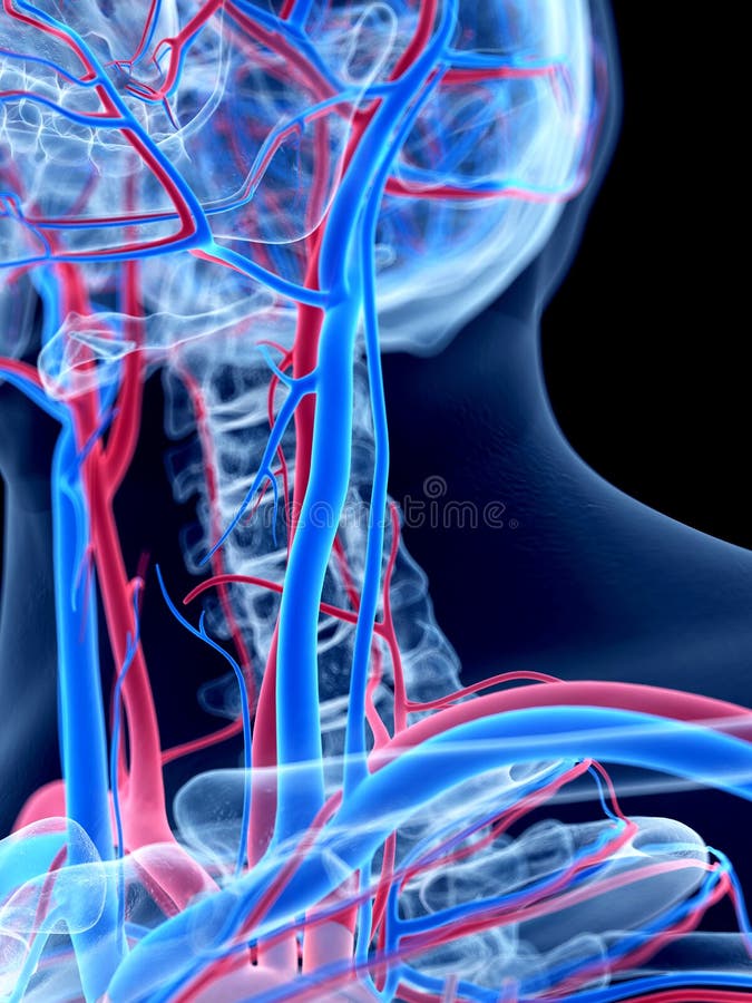The human vascular system stock illustration. Illustration of vascular ...