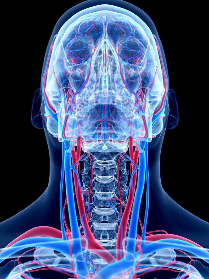 The human vascular system stock illustration. Illustration of ...