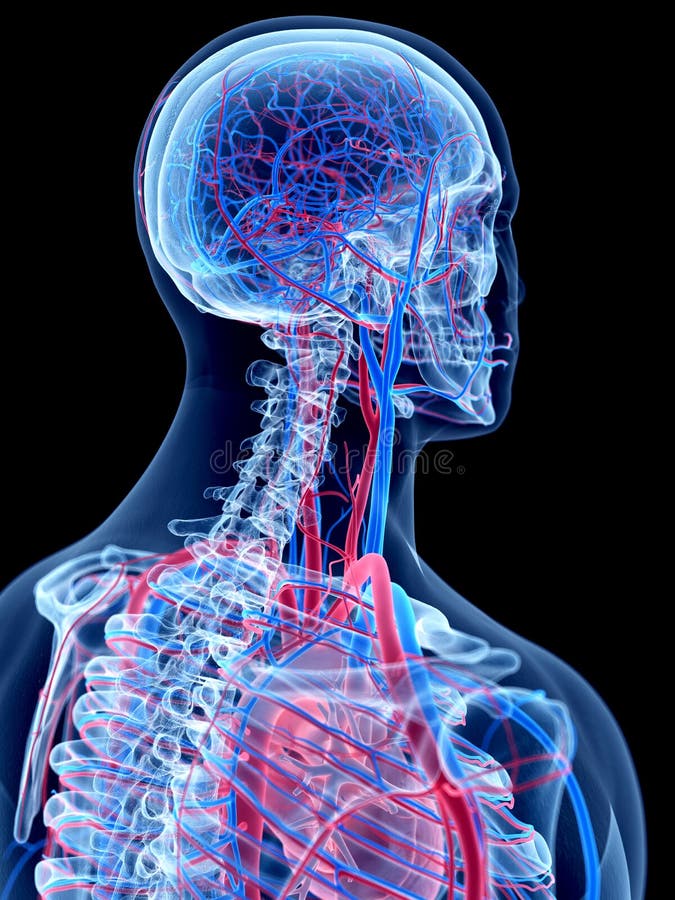 The human vascular system stock illustration. Illustration of neck ...