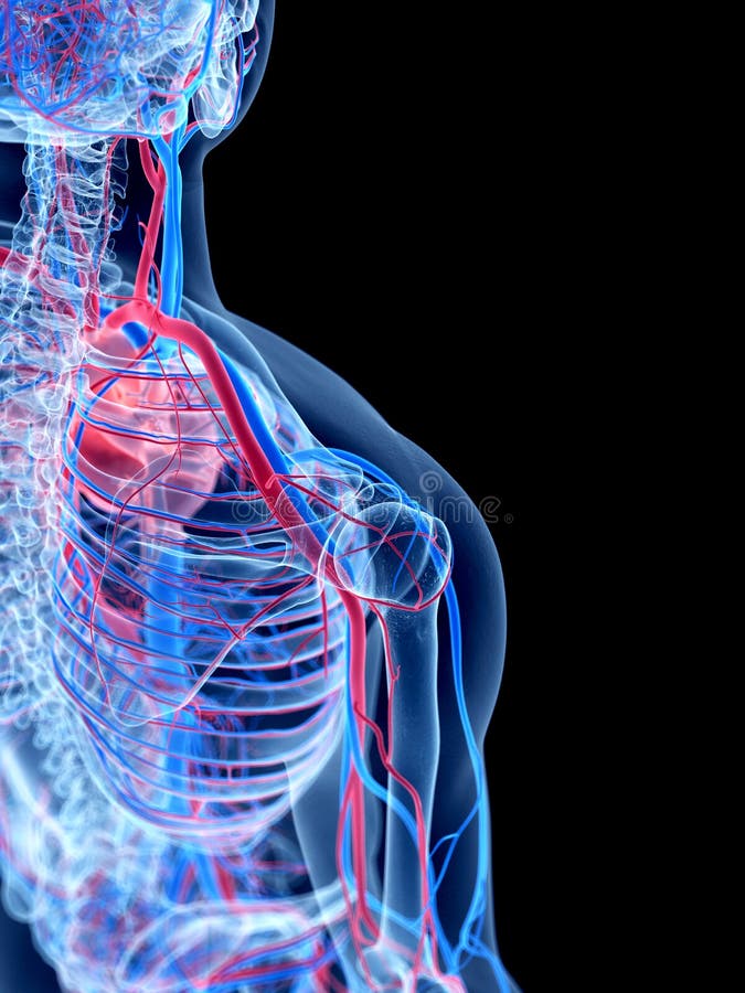 The human vascular system stock illustration. Illustration of medical ...