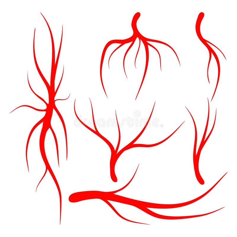 Human Vein Set Vector Symbol Icon Design. Stock Vector - Illustration ...