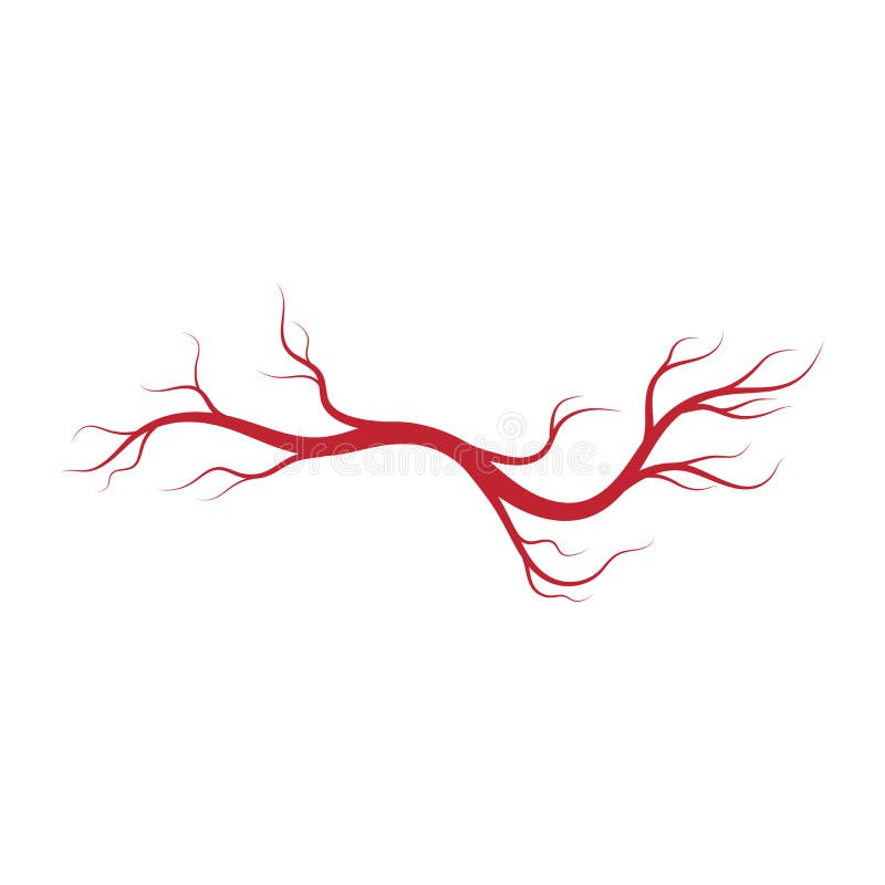 Human Veins and Arteries Illustration Design Stock Vector ...