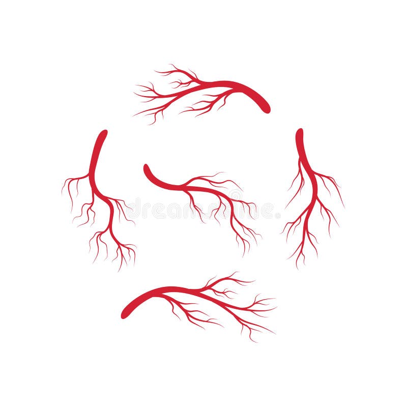 Human Veins and Arteries Illustration Design Stock Vector ...