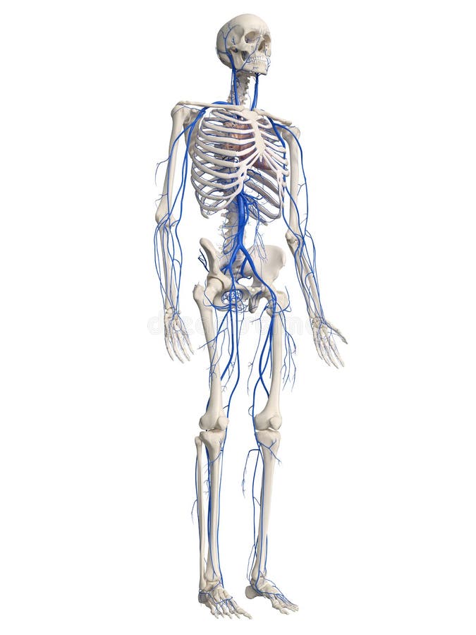 Human Vanes Anatomy Of Human Circulatory System. Print By Leonello