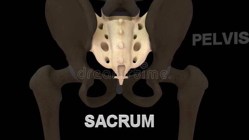 Human Vertebrae Bone Sacrum Or Back Bone Tail Stock Illustration ...