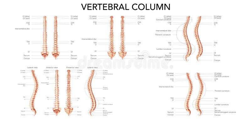 Human Vertebral Column Side Lateral View with Main Parts Labeled, with ...