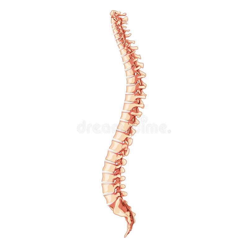 Human Vertebral Column in Front, Back with Main Parts Labeled, with and ...