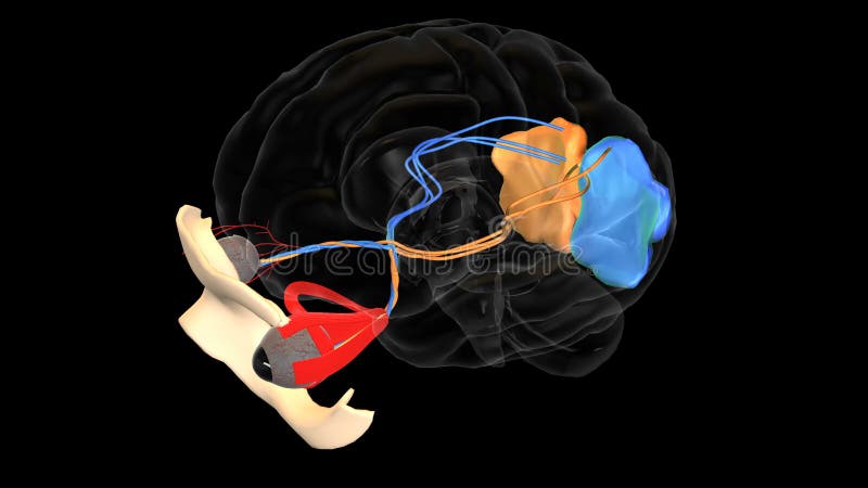 Human vision system stock video. Video of automation - 157153745